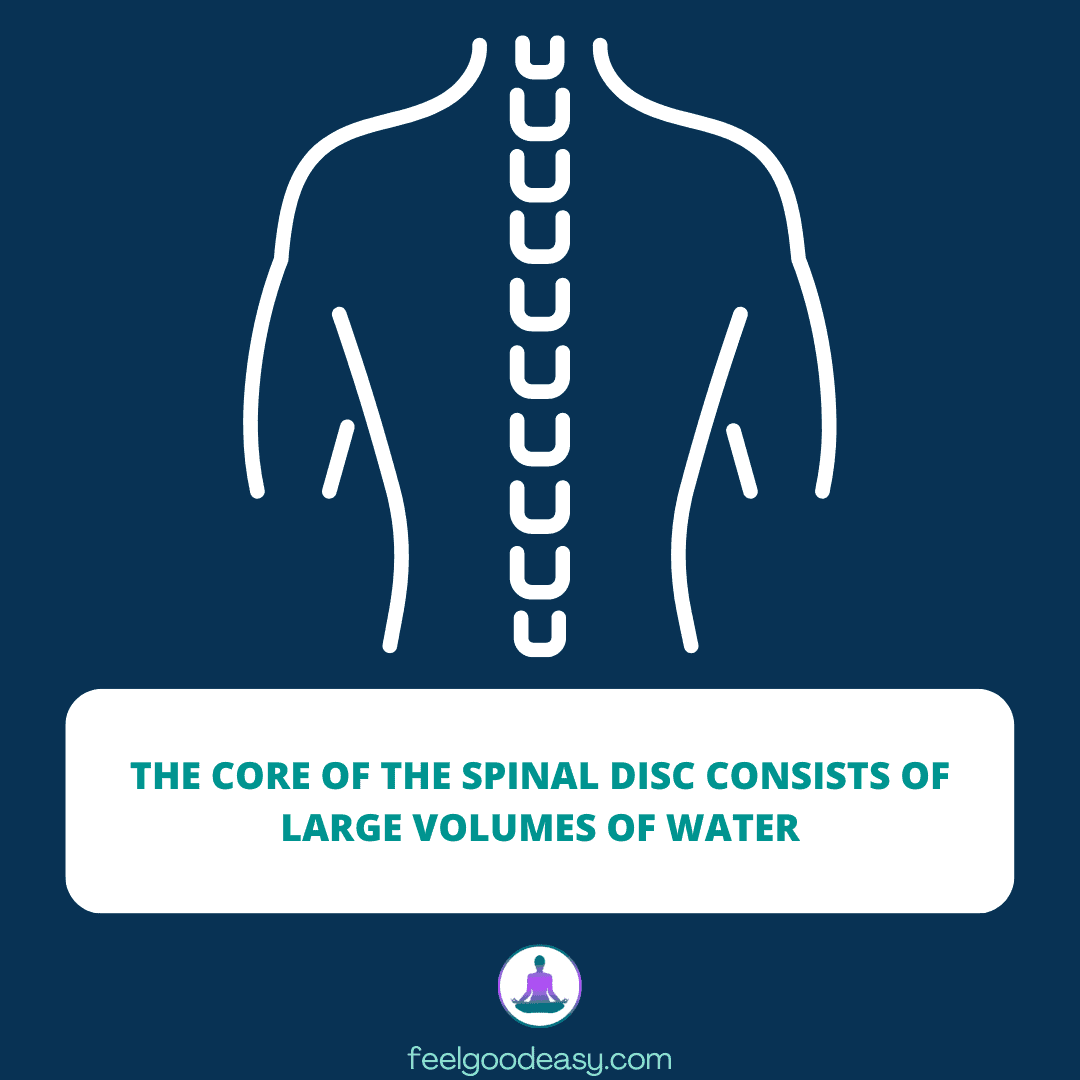 The Importance of Water Content in Maintaining Spinal Disc Health ...
